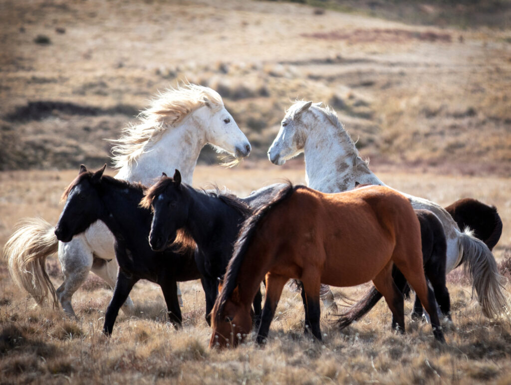 The Brumby, A Rugged Horse Breed Made In Australia - otranation
