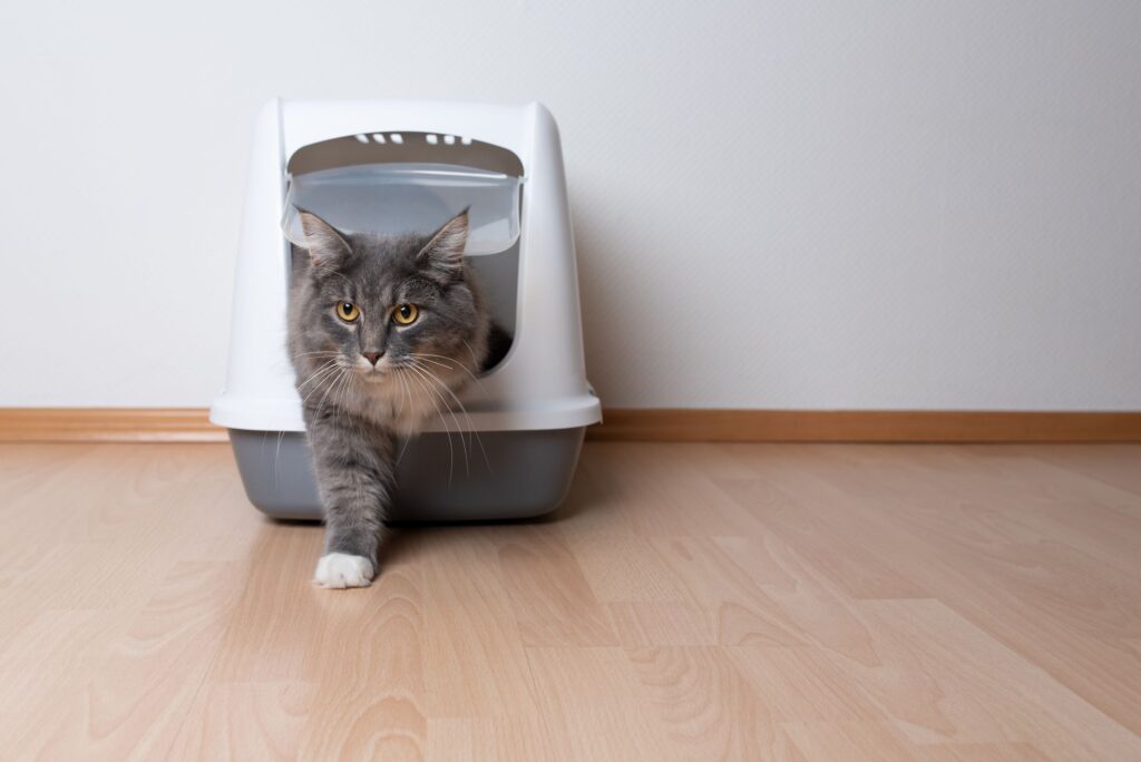 The Crucial Role of Comfort in the Best Kitty Litter Box - otranation