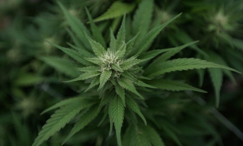 Craft Cannabis: How Small Batch Production is Changing the Dispensary ...