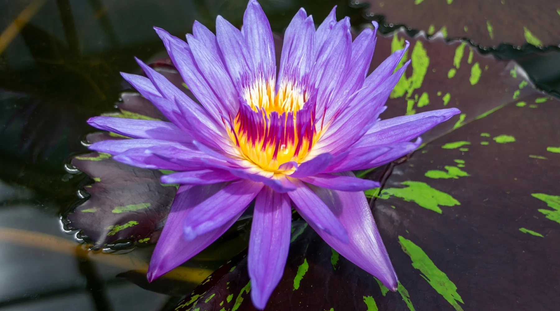 Is blue lotus flower stronger than THC? - otranation